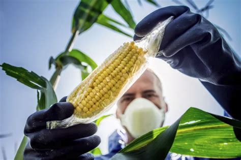 Understanding Genetically Modified Organisms Gmos