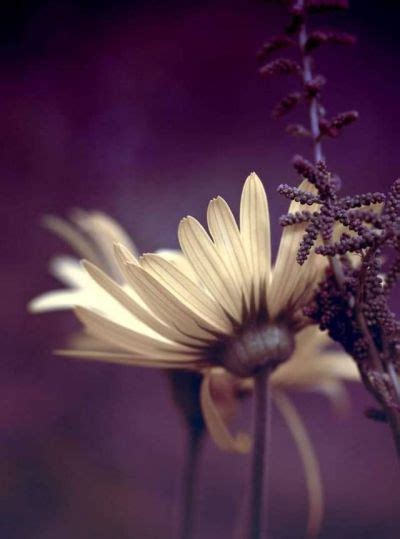~ Purples ~ Tumbex ~ Purples ~ Tumbex