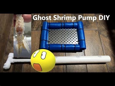 Ghost Shrimp Pump Diy Youtube