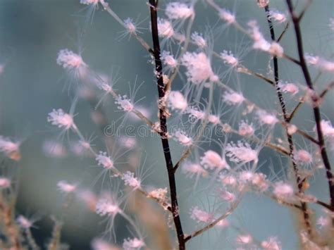Hydrozoa Feathered Hydroid Or Feather Hydroid Sea Nettle Pennaria