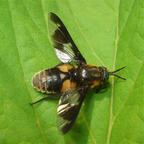 Mosca De Los Ciervos Chrysops Caecutiens Picture Insect
