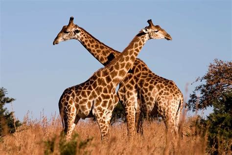 10 Of The Strangest Mating Rituals