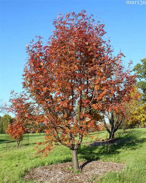 Tree Nursery Pinnacle