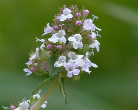 Lemon Thyme Characteristics Cultivation And Use Live