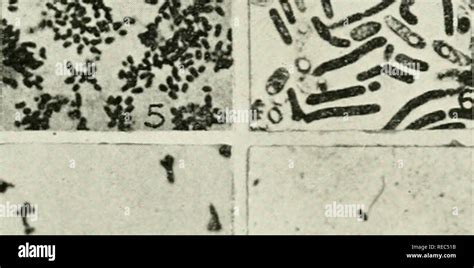 Nitrosomonas Nitrobacter End Point Values For Global Yield