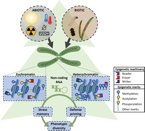 Review From Stressed To Success Unveiling The Secret Memory Of Gymnosperms Plantae