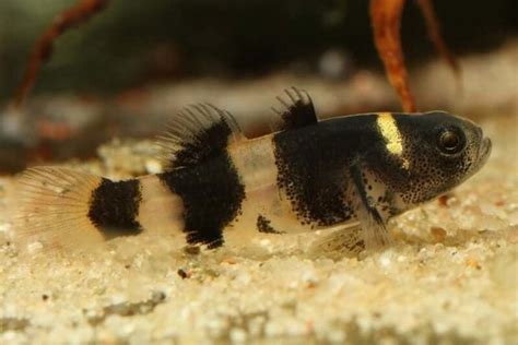 Bumblebee Goby Care Tiny Fish With Big Personality