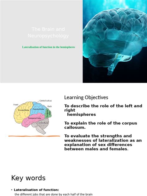 Lateralisation Pdf Lateralization Of Brain Function Cerebral Hemisphere