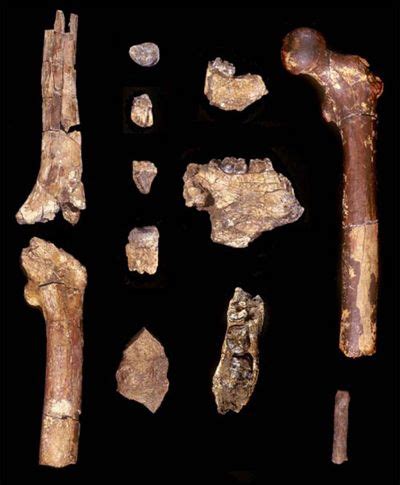 Orrorin Tugenensis Skull