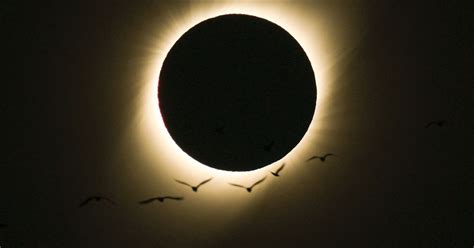 Erik Martin WillÈn Birds During A Total Solar Eclipse