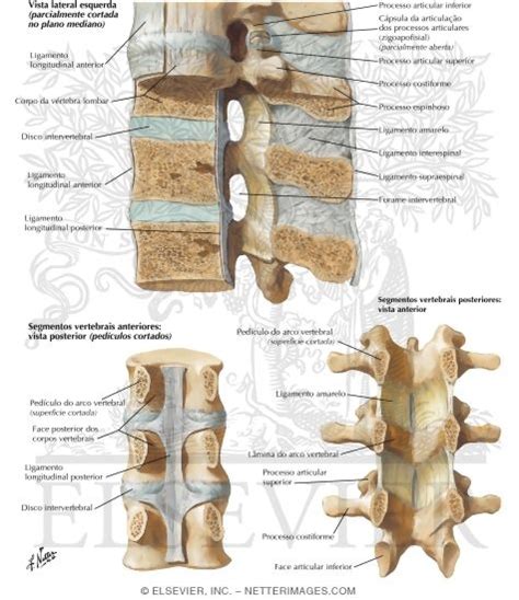 Vertebral Ligaments Lumbar Region Ligaments Of The Spinal Column