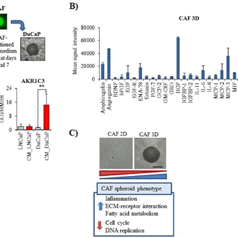 Gene Expression Patterns Of Pca Spheroids With And Without