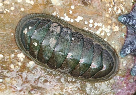 Australian Chiton Ischnochiton Australis Australian Chito Flickr