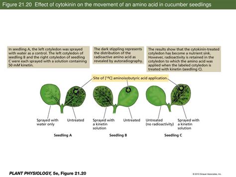 Ppt Cytokinins Regulators Of Cell Division That Function In