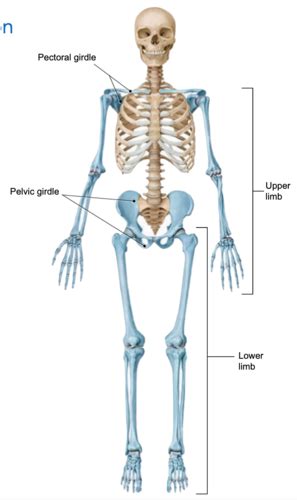 Biol 252l Lab 4 Flashcards Quizlet