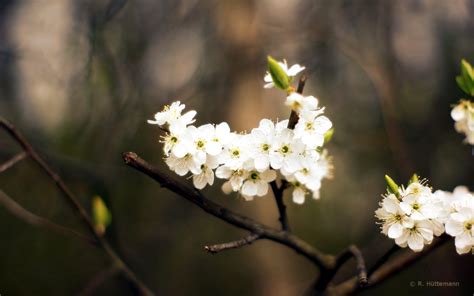 Весняні шпалери для робочого столу