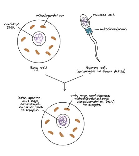 Bio 1 Lecture 31 Non Mendelian Inheritance Flashcards Quizlet