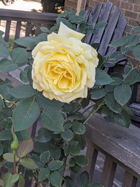 Pennys Cleaning Nextdoor