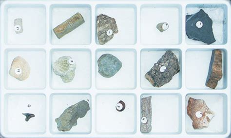 Methods Of Fossilization Specimen Collection