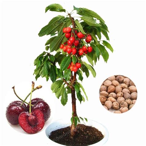Cherry Fruit Tree Seeds Daraz Pk