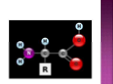 SOLUTION Structure And Classification Of Amino Acids Studypool