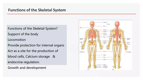 Functions Of The Skeletal System PPT
