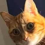 Concerned Cat Meme Generator Imgflip