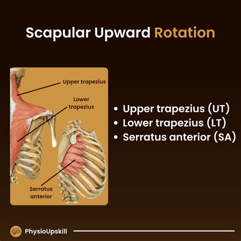 Episode76 Kinesiology Of Shoulder Complex 10 PhysioUpskill