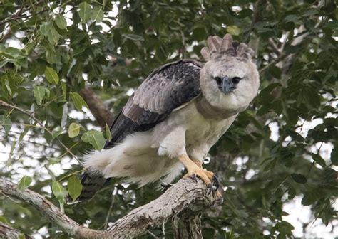 Harpy Eagle Birdforum