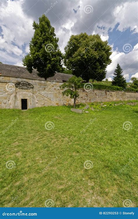 Best Trees For Boundary Wall At Sherry Ramos Blog