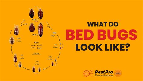 What Do Bed Bugs Look Like Identification Guide Pest Pro Thermal