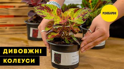 Колеус "Stained Glassworks Spacecake" купити поштою в Одесі, Києві ...