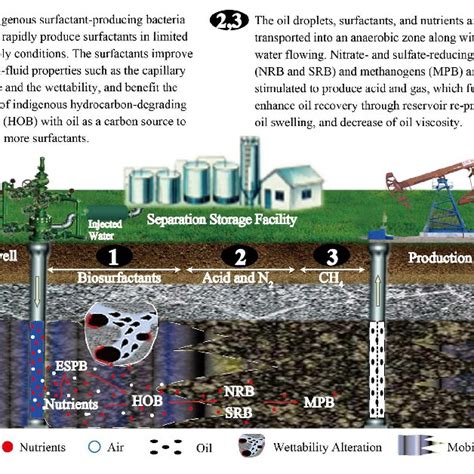 Pdf An Exogenous Surfactant Producing Bacillus Subtilis Facilitates Indigenous Microbial