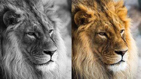 Photo Friday Color Vs Black And White Townlift Park City News