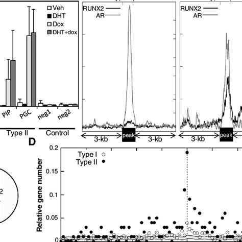 Type Ii Genes Are Characterized By Regions Co Occupied By Ar And Runx2