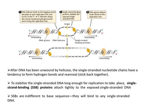 Dna Replication Md Habibur Rahaman Hbr Dept Of Biology And Chemistry Ppt Download