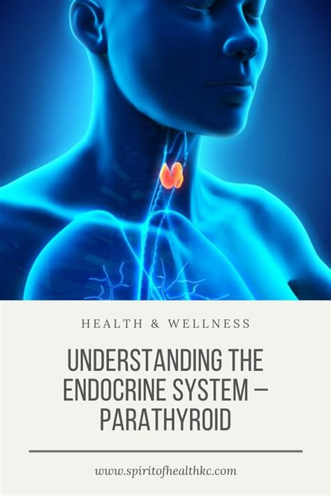 Understanding The Endocrine System Parathyroid Artofit