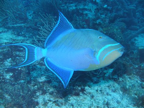 Queen Triggerfish Cozumel Mexico March 2012 Cozumel Mexico Fish Pet