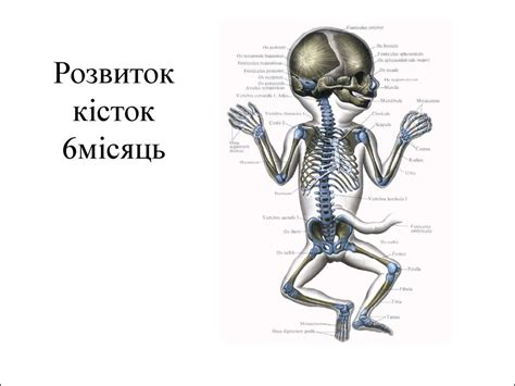 Будова та розвиток скелету презентация онлайн
