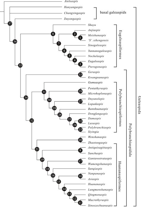 Strict Consensus Tree Recovered In The Phylogenetic Analysis Characters