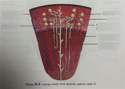 Renal Pyramid Diagram Quizlet