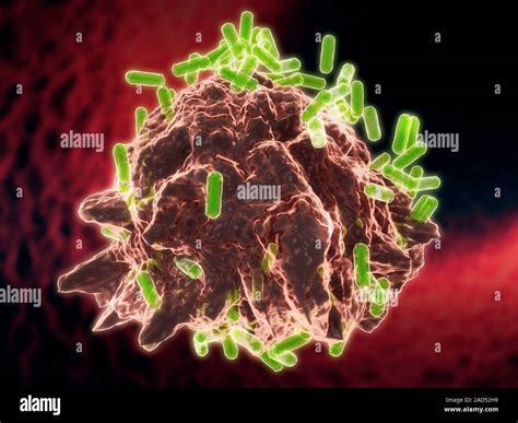 Macrophage Brown Engulfing Bacteria Green Illustration