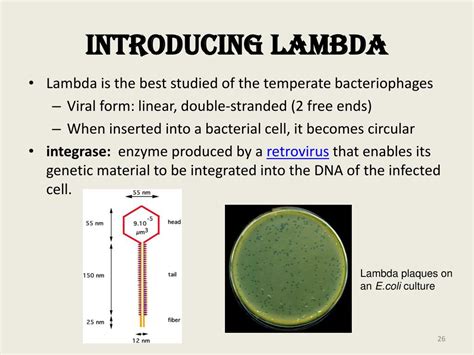 ppt ch 18 the genetics of viruses and bacteria powerpoint presentation id 6349546