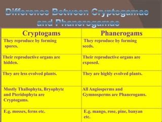 Cyptogams Vs Phanerogams Pptx