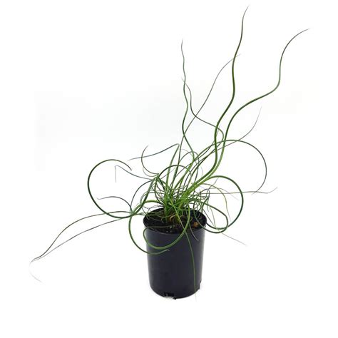 Juncus Effusus Spiralis Corkscrew Rush Crazy Grass Statement Plants