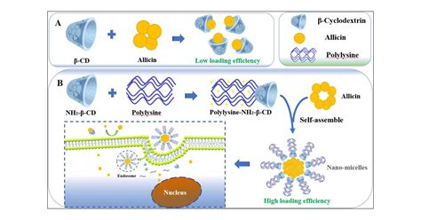 Self Assembling Cyclodextrin Based Nanoparticles Enhance The Cellular Delivery Of Hydrophobic