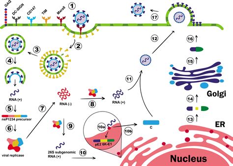 Chikungunya Structure