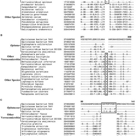 Partial Sequence Alignment Of A Cytochrome C Oxidase And B Alpha Download Scientific