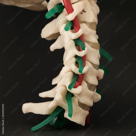 Cervical Spine Model Side View Stock Photo Adobe Stock