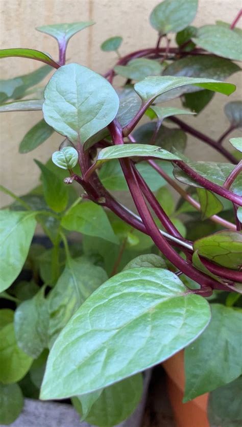 Pui Shak Seeds 450 Seeds Garden And Outdoors